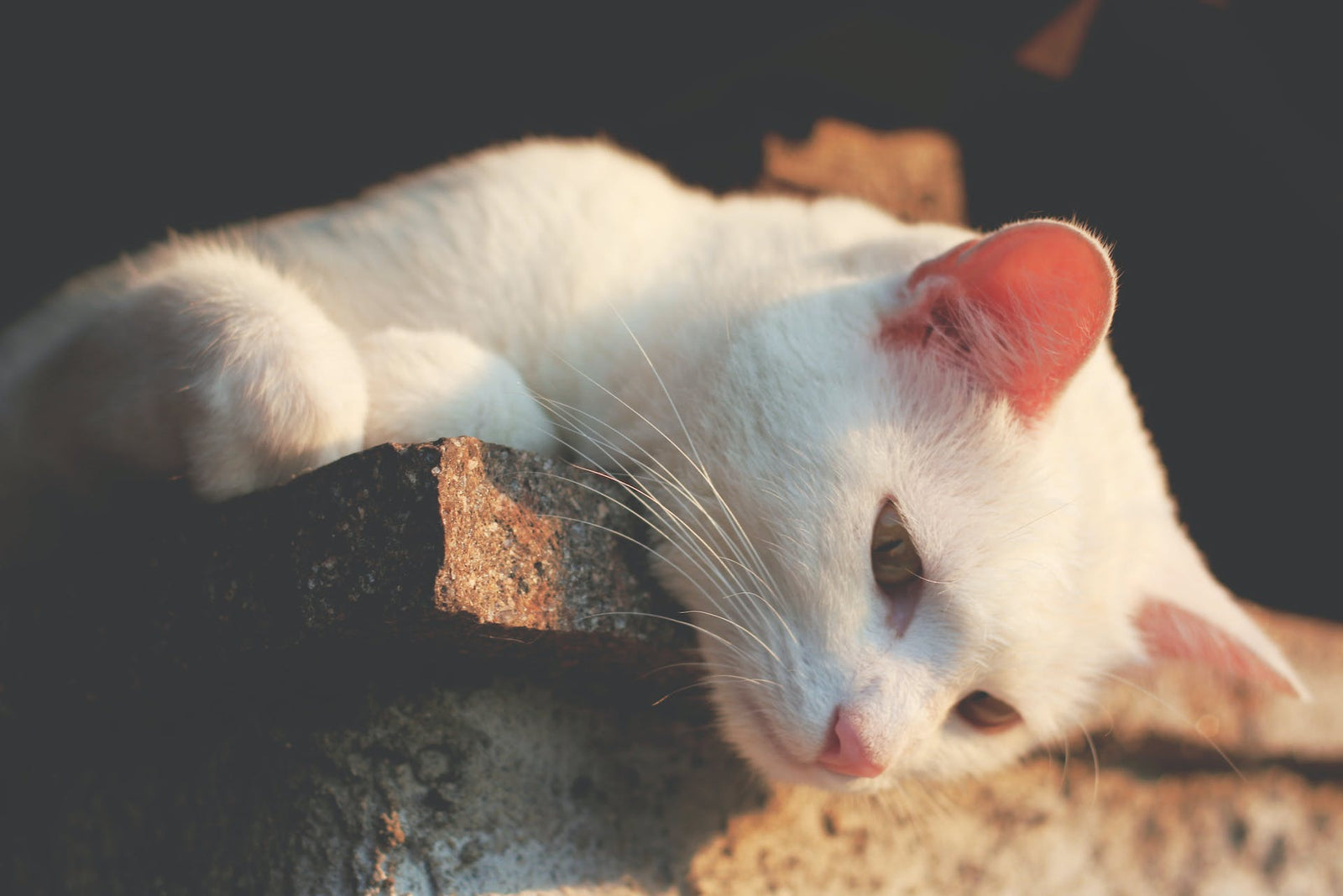 Mon chat a les oreilles chaudes : faut-il s'inquiéter